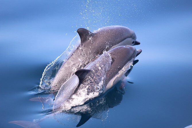 Dolphin and Whale Watching Sunset Cruise - Value and Pricing