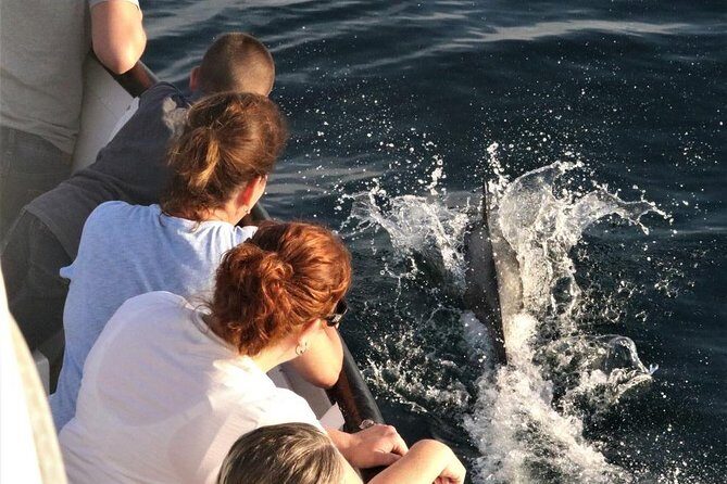 Dolphin and Whale Watching Sunset Cruise - Who Will Love This Tour?