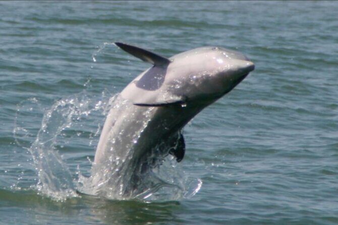 Dolphin Boat Tour from Folly Beach to Morris Island - An Honest Look at the Folly Beach Dolphin Tour