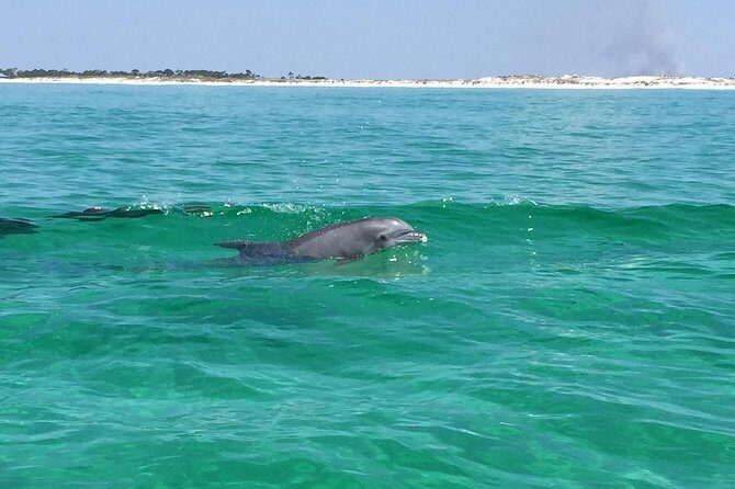 Dolphin Cruise in Destin FL - Why Choose the HydroJet Dolphin Cruise?
