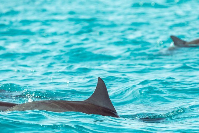 Dolphin Cruise in Huraa - What to Expect from the Dolphin Cruise in Huraa