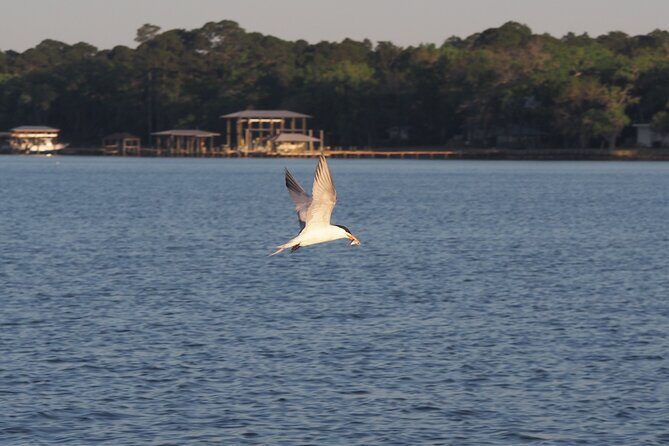 Dolphin cruise in Santa Rosa Beach - Practical Details & Tips