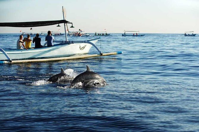Dolphin Discovery: Exploring the Wild Habitat in North Bali - A Closer Look at the North Bali Dolphin Tour