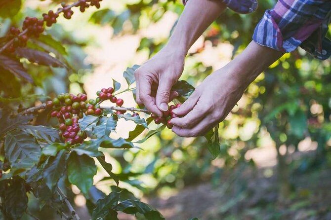 Dolphin Discovery: Exploring the Wild Habitat in North Bali - The Itinerary in Detail