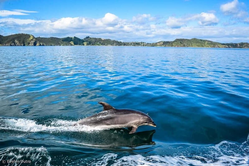 Dolphin Island Full-Day Boat Trip from Side, Turkey - Introduction: What to Expect from the Dolphin Island Full-Day Boat Trip