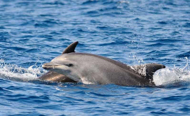Dolphin Kayak Safari at Sunset at Golfo Aranci - An In-Depth Look at the Golfo Aranci Dolphin Kayak Safari