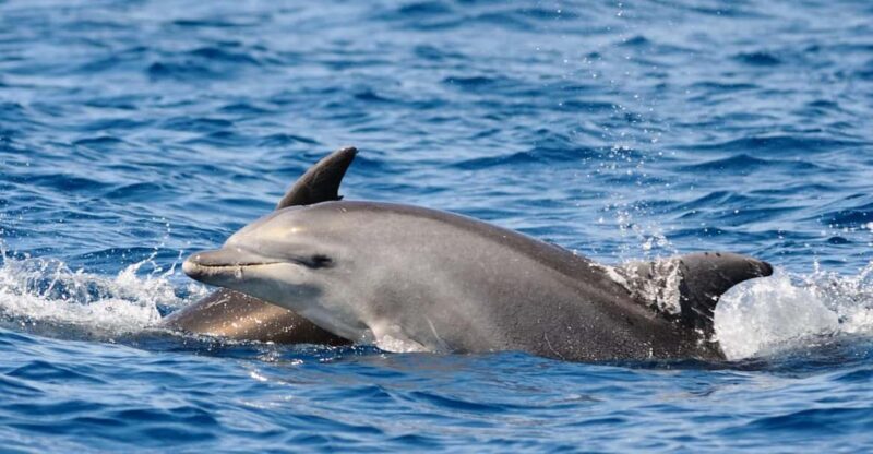 Dolphin Kayak Safari at Sunset at Golfo Aranci - Who Is This Tour Best For?