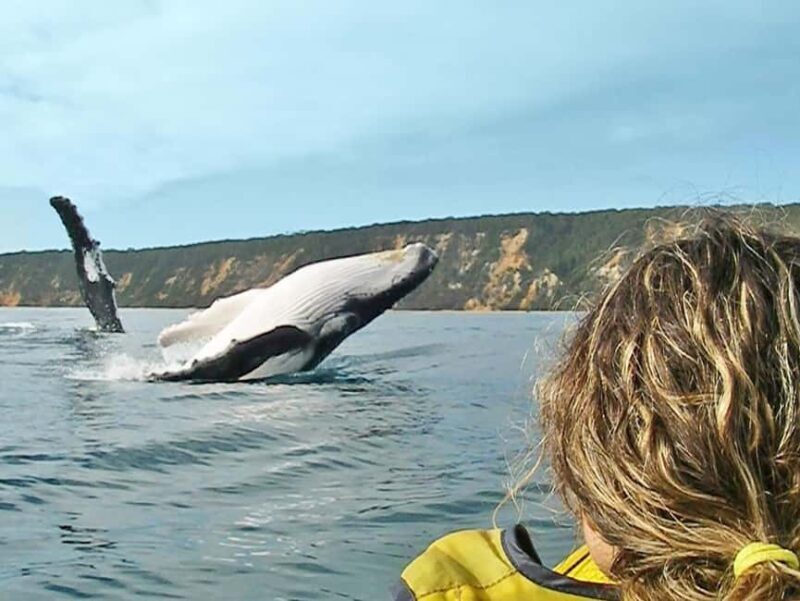 Dolphin Kayak Tour & Beach 4X4 National Park Tour (Private) - Key Points