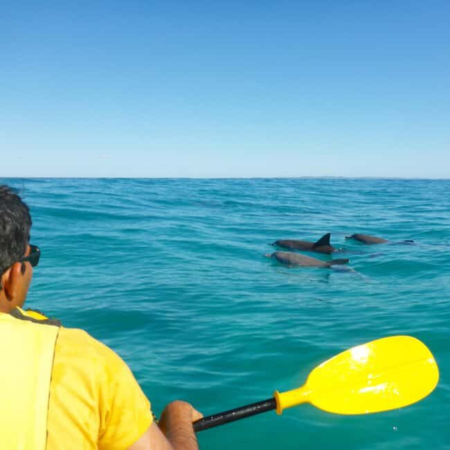 Dolphin Kayak Tour & Beach 4X4 National Park Tour (Private) - The Great Beach Drive — A Must-Experience Coastline