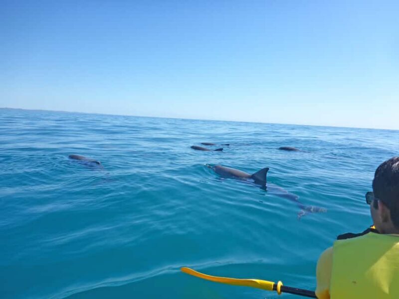 Dolphin Kayak Tour & Beach 4X4 National Park Tour (Private) - The Water Activities — Fun, Safe, and Eco-Friendly