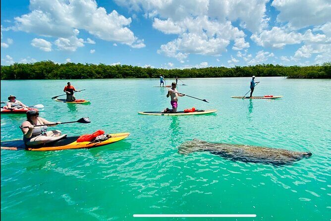 Dolphin, Manatee and Sea Turtle Adventure Tour of Bonita Springs - An Insider Look at the Bonita Springs Wildlife Tour