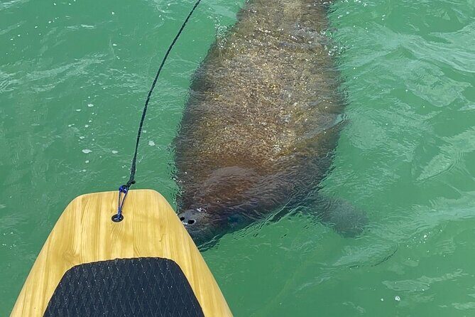 Dolphin, Manatee and Sea Turtle Adventure Tour of Bonita Springs - Who Should Book This Tour?