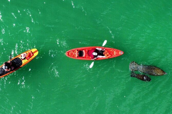 Dolphin, Manatee and Sea Turtle Adventure Tour of Bonita Springs - The Sum Up: Is It Worth It?