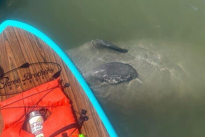 Dolphin, Manatee and SeaTurtle SUP Adventure Tour of St Augustine - The Value of the Experience