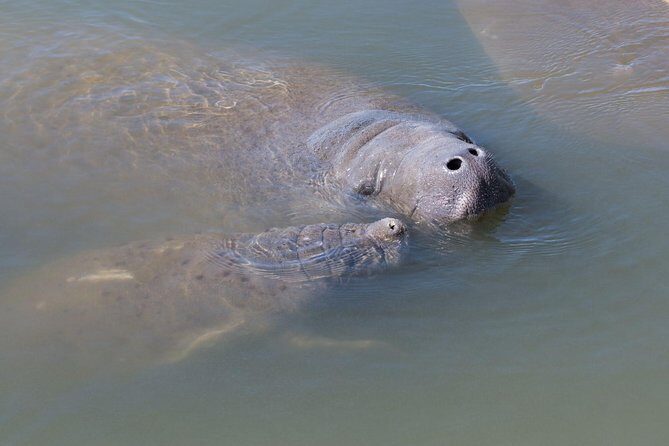 Dolphin & Manatee Kayaking Tour in Orlando Area - An Experience That Truly Stands Out