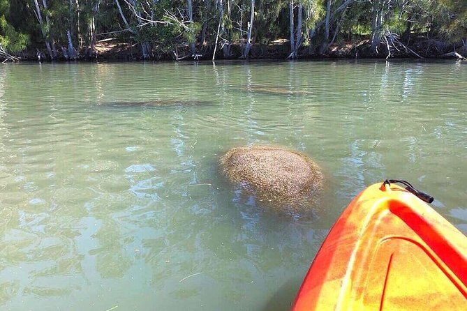 Dolphin & Manatee Kayaking Tour in Orlando Area - The Views and Wildlife Encounters