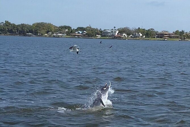 Dolphin/Manatee Pontoon Boat Tour with Local Expert - An In-Depth Look at the Tour Experience