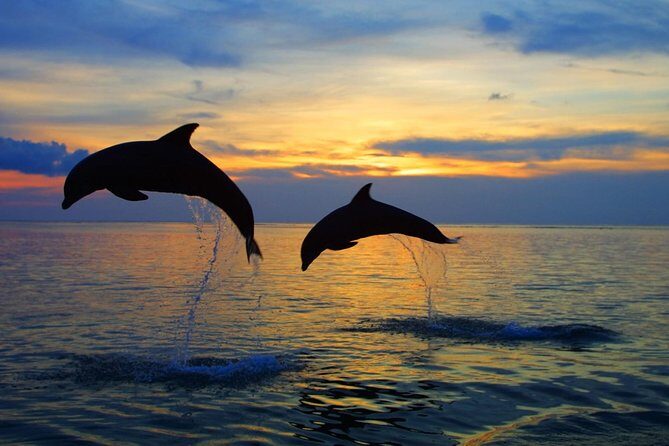 Dolphin North Bali Tour - Key Points