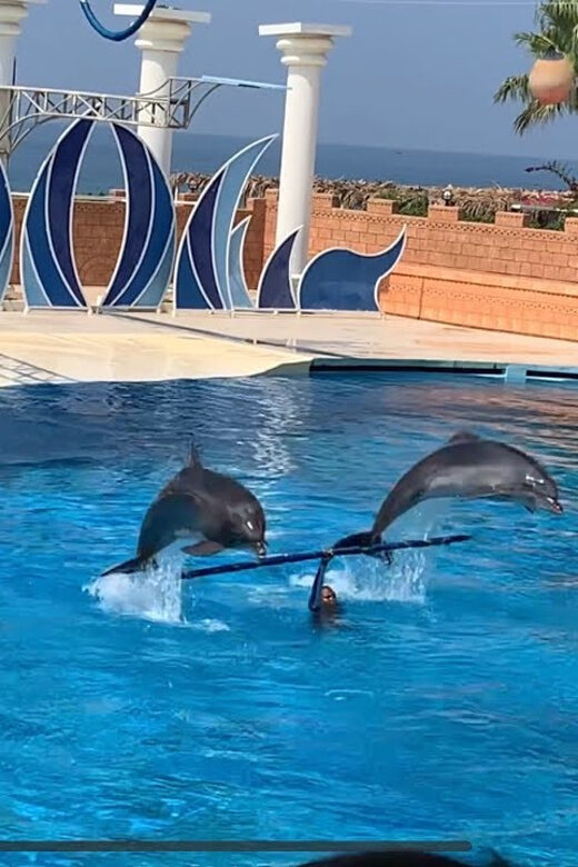 Dolphin Park Entry with Live Show and Pickup - Exploring the Dolphin Park Experience in Alanya: A Practical Guide
