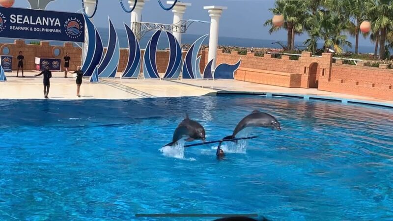 Dolphin Park Entry with Live Show and Pickup - What to Keep in Mind