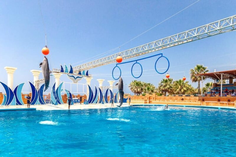 Dolphin Park Entry with Live Show and Pickup - Who Will Enjoy This Experience Most?