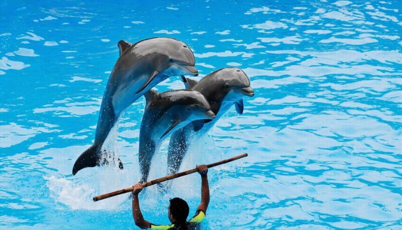 Dolphin Park Entry with Live Show and Pickup - FAQ