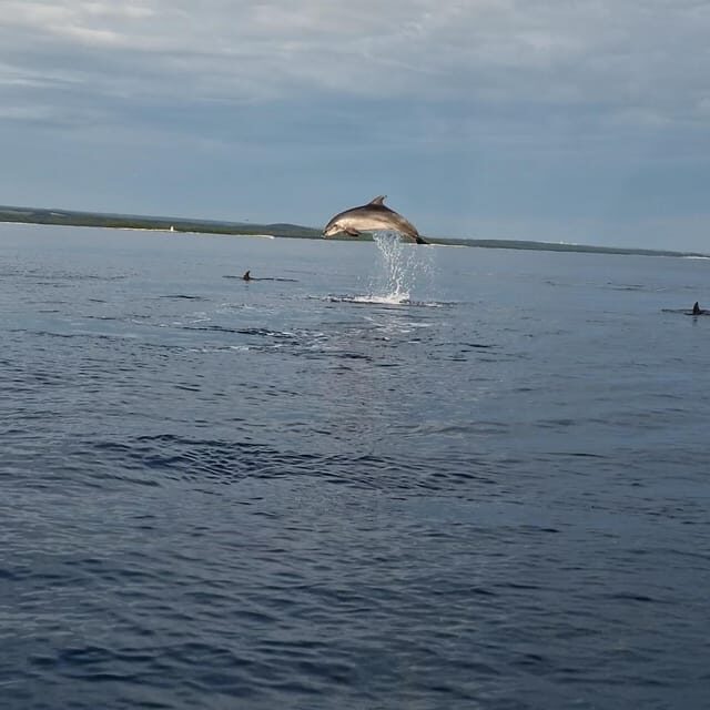 Dolphin private sunset tour Rovinj - Dolphin Private Sunset Tour Rovinj: A Calm, Close Encounter with Nature