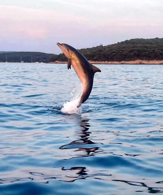 Dolphin private sunset tour Rovinj - A Detailed Look at the Rovinj Sunset Dolphin Tour