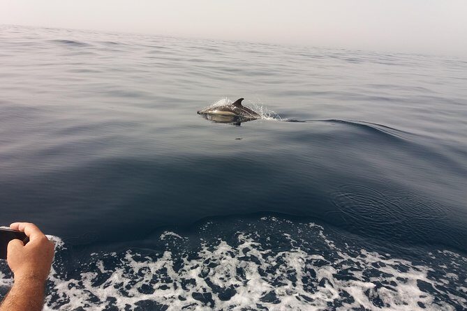 Dolphin Route - Key Points