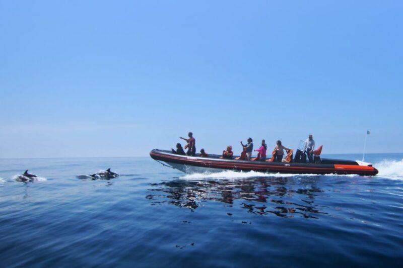 Dolphin Safari and Cave Tour in Vilamoura - Exploring the Dolphin Safari and Cave Tour in Vilamoura