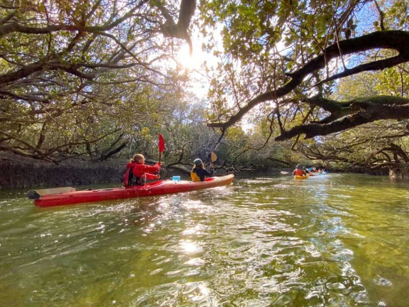 Dolphin Sanctuary and Ships Graveyard Kayak Tour - Key Points