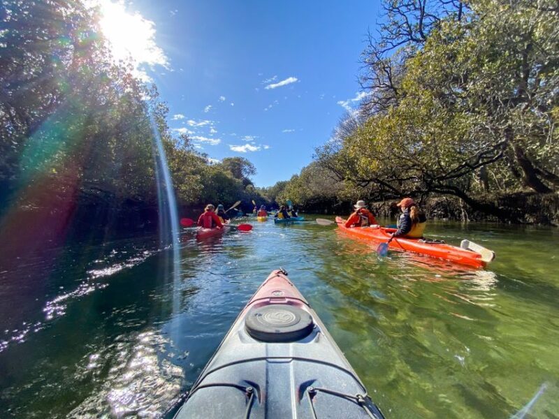 Dolphin Sanctuary and Ships Graveyard Kayak Tour - The Sum Up: Why You Should Consider This Tour