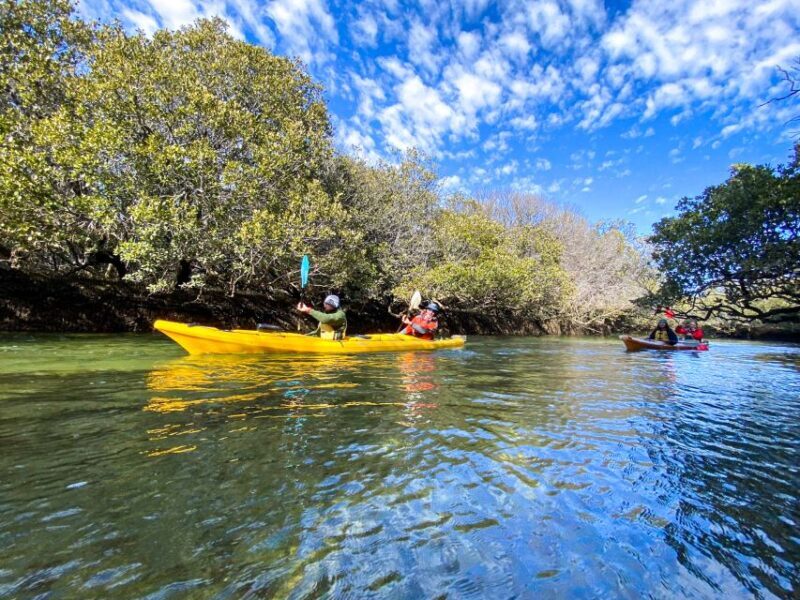 Dolphin Sanctuary and Ships Graveyard Kayak Tour - FAQ