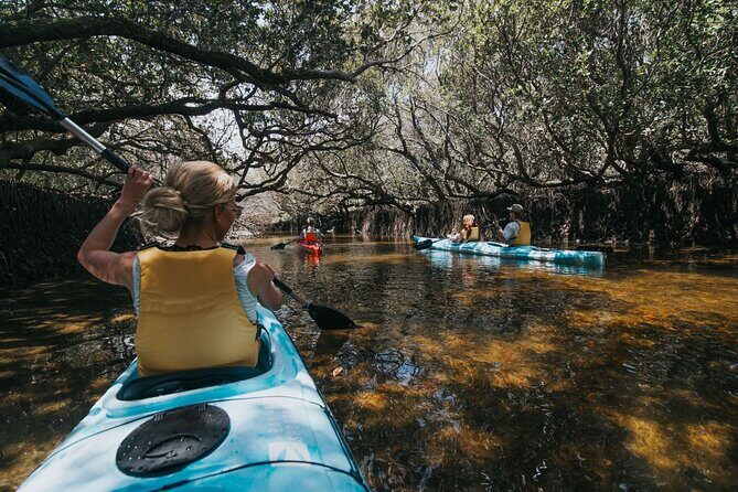 Dolphin Sanctuary Kayak Tour Adelaide - The Itinerary: What to Expect