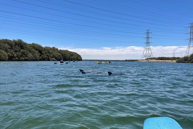 Dolphin Sanctuary Kayak Tour Adelaide - Value for Money