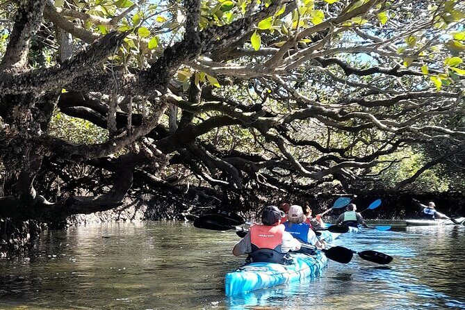 Dolphin Sanctuary Kayak Tour Adelaide - The Sum Up: Is It Worth It?