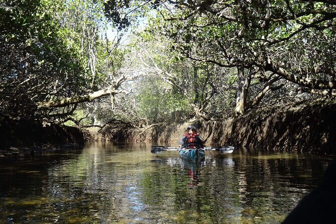 Dolphin Sanctuary Kayak Tours Twilight Mangrove Kayak - The Value of the Experience