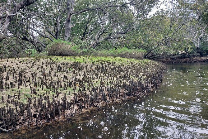 Dolphin Sanctuary Kayak Tours Twilight Mangrove Kayak - Who Will Love This?