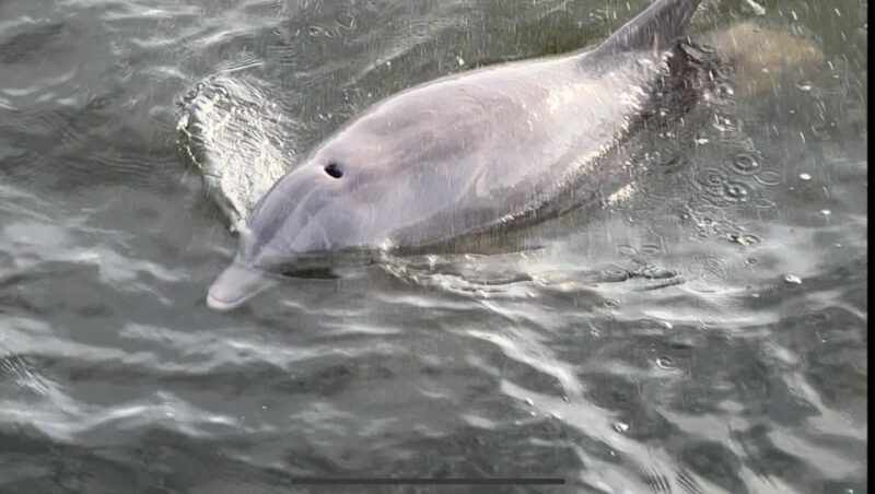 Dolphin & Scenic Bay Sightseeing Cruise Up to 49, Pensacola - Reviews and What Travelers Say