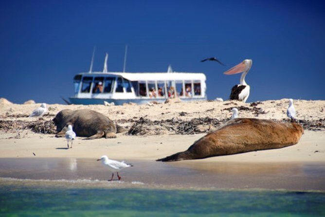 Dolphin, Sea Lion and Penguin Island Cruise - A Complete Look at the Experience