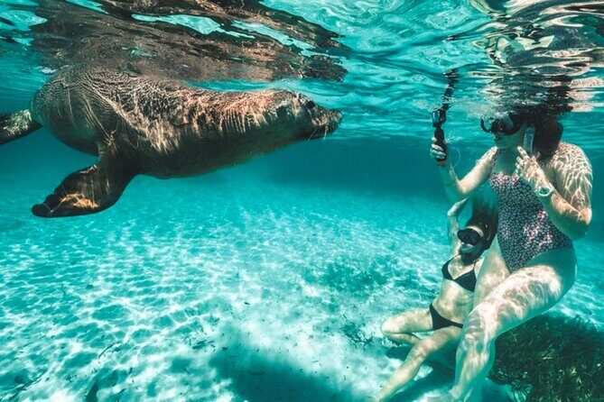 Dolphin, Sealion & Wildlife Snorkel Adventure - Introduction