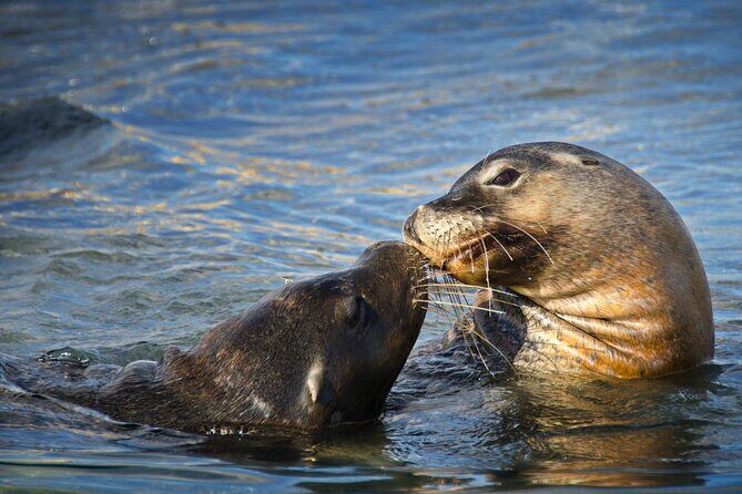 Dolphin, Sealion & Wildlife Snorkel Adventure - Analyzing the Value