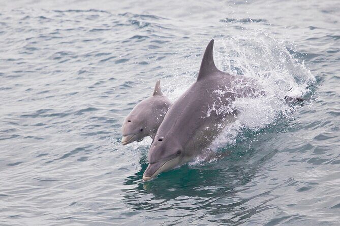 Dolphin, Sealion & Wildlife Snorkel Adventure - The Sum Up