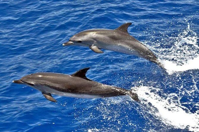 Dolphin Searching Tour in Puerto de Mogán ("KEEPER UNO" Boat) - Key Points