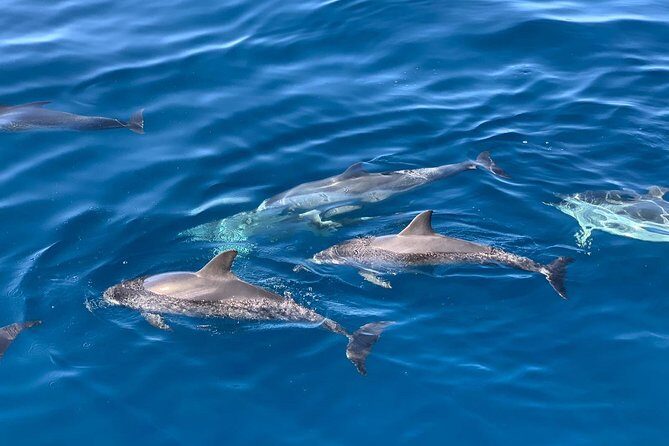 Dolphin Searching Tour in Puerto de Mogán ("KEEPER UNO" Boat) - The Experience: Pros and Cons