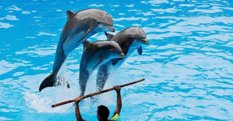 Dolphin Show Free Transfer From Alanya, Side, Kemer,Antalya - Introduction
