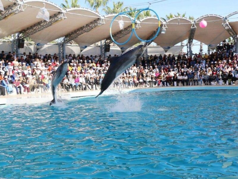 Dolphin Show Tour with Transfer from Alanya & Side - Final Thoughts: Is It Worth It?