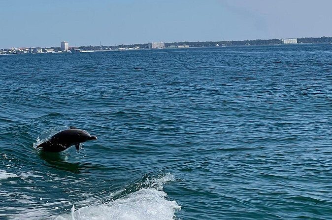 Dolphin Sightseeing and Shell Island Snorkel Tour - The Sum Up