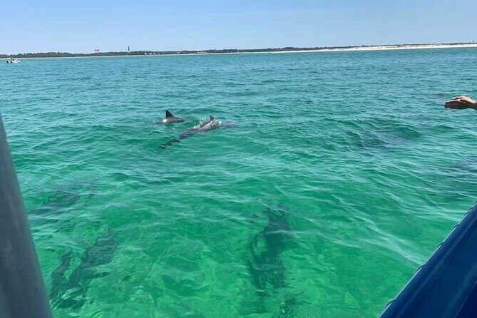 Dolphin & Sightseeing Cruise + Beach Stop + Snorkel + Equipment - A Closer Look at the Tour Experience