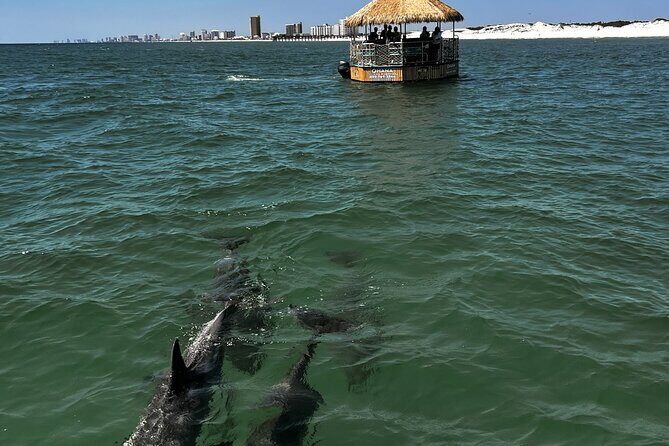 Dolphin Sightseeing Tiki Boat Tour 90 minutes - Practical Tips for Your Trip